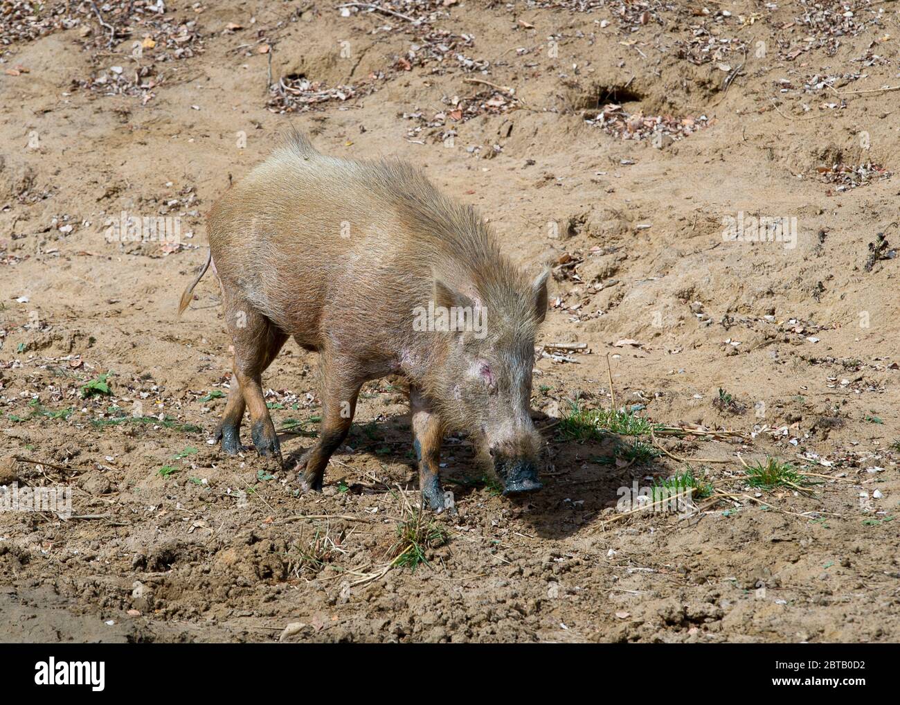 Pig big ears long ears hi-res stock photography and images - Alamy