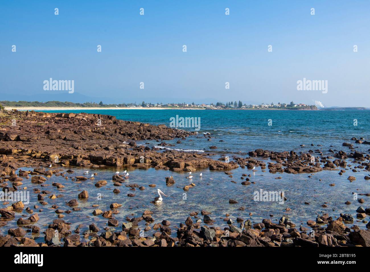 Rock pool with pelican Shellharbour looking north Warilla Beach and ...