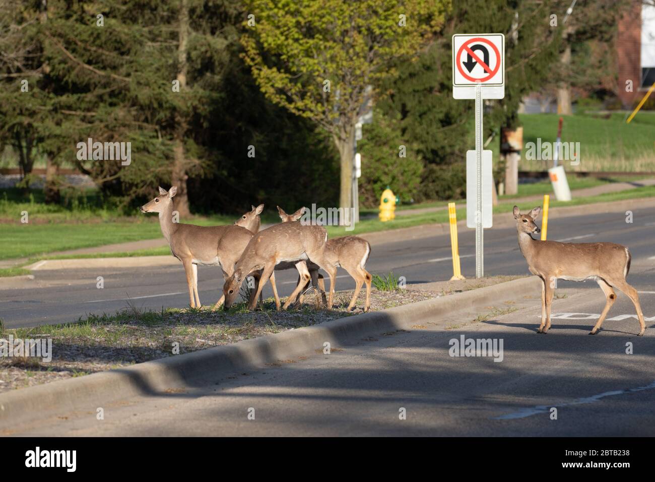 White-tailed Deer crossing a road Stock Photo - Alamy