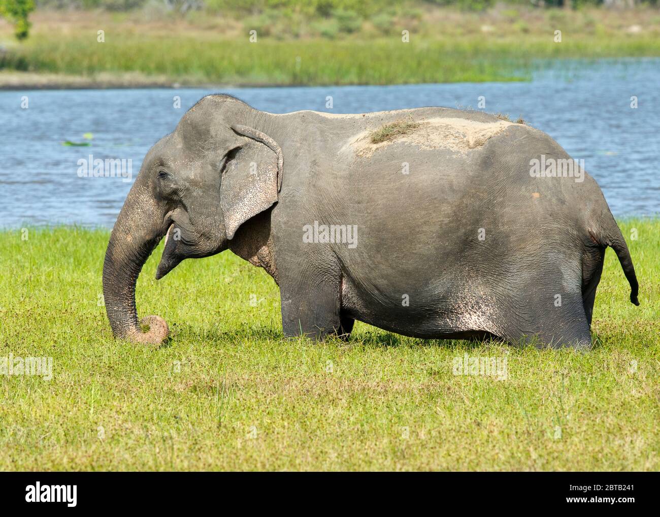 Elephant Tails High Resolution Stock Photography and Images - Alamy
