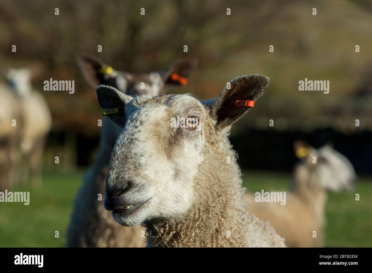 Longwool hi-res stock photography and images - Alamy