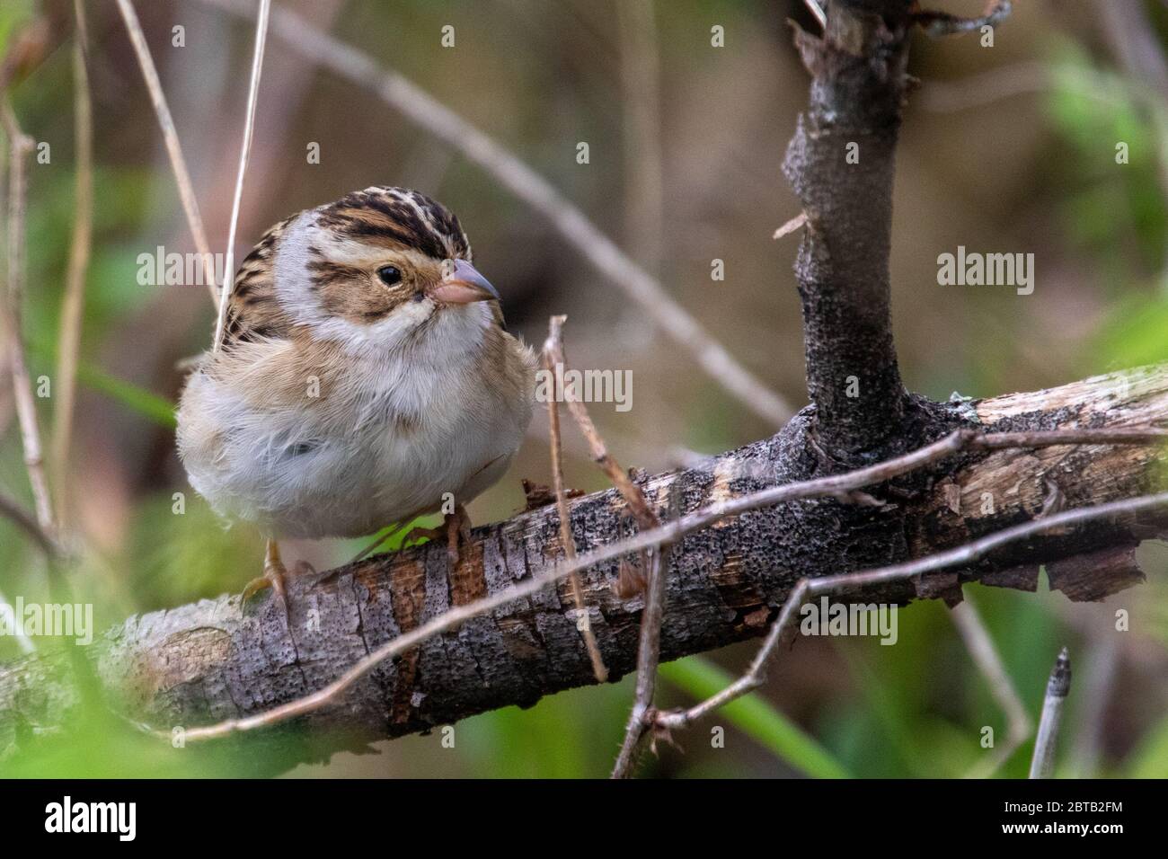 Clay Colored Sparrow High Resolution Stock Photography and Images - Alamy