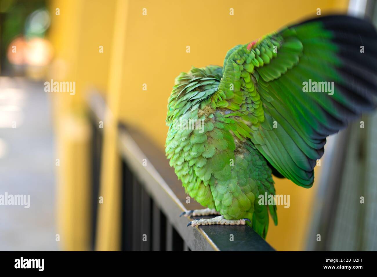 Green parrot close-up portrait. Bird park, wildlife Stock Photo - Alamy
