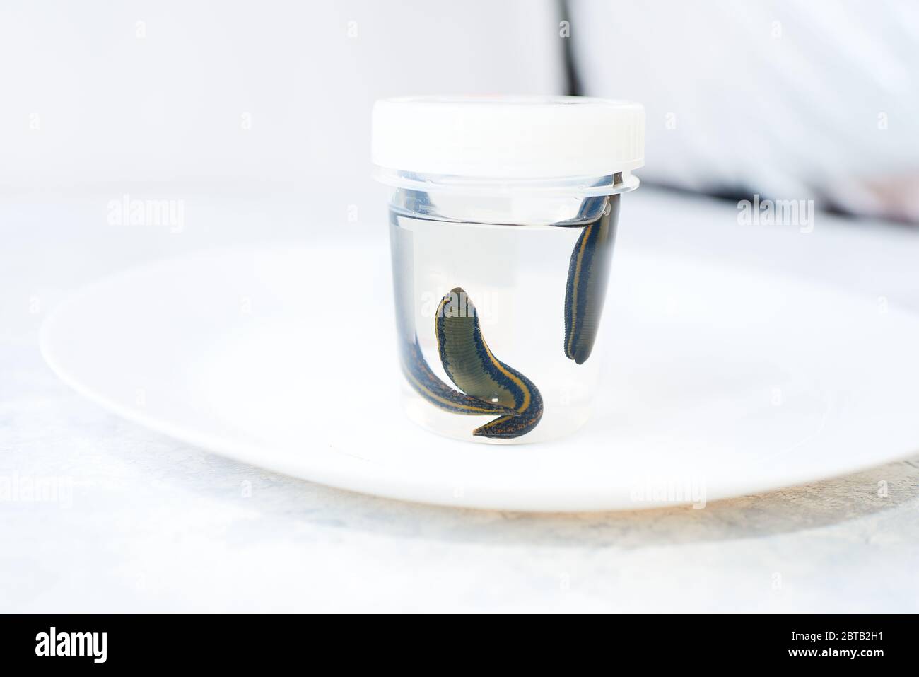 Hirudotherapy. Medical leeches in water before therapy Stock Photo - Alamy