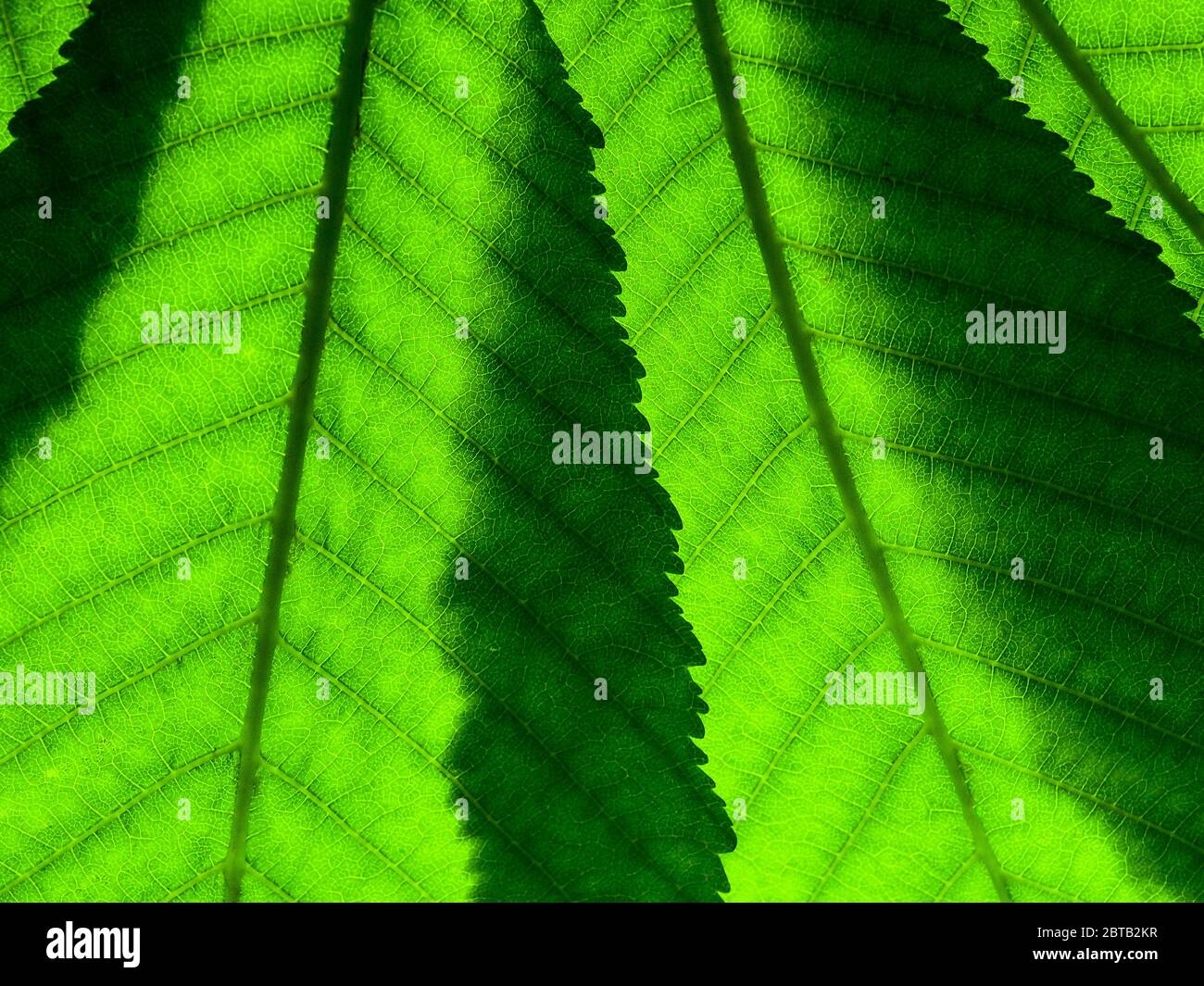 Fragment of two green leaves with veins overlapping each other close-up ...