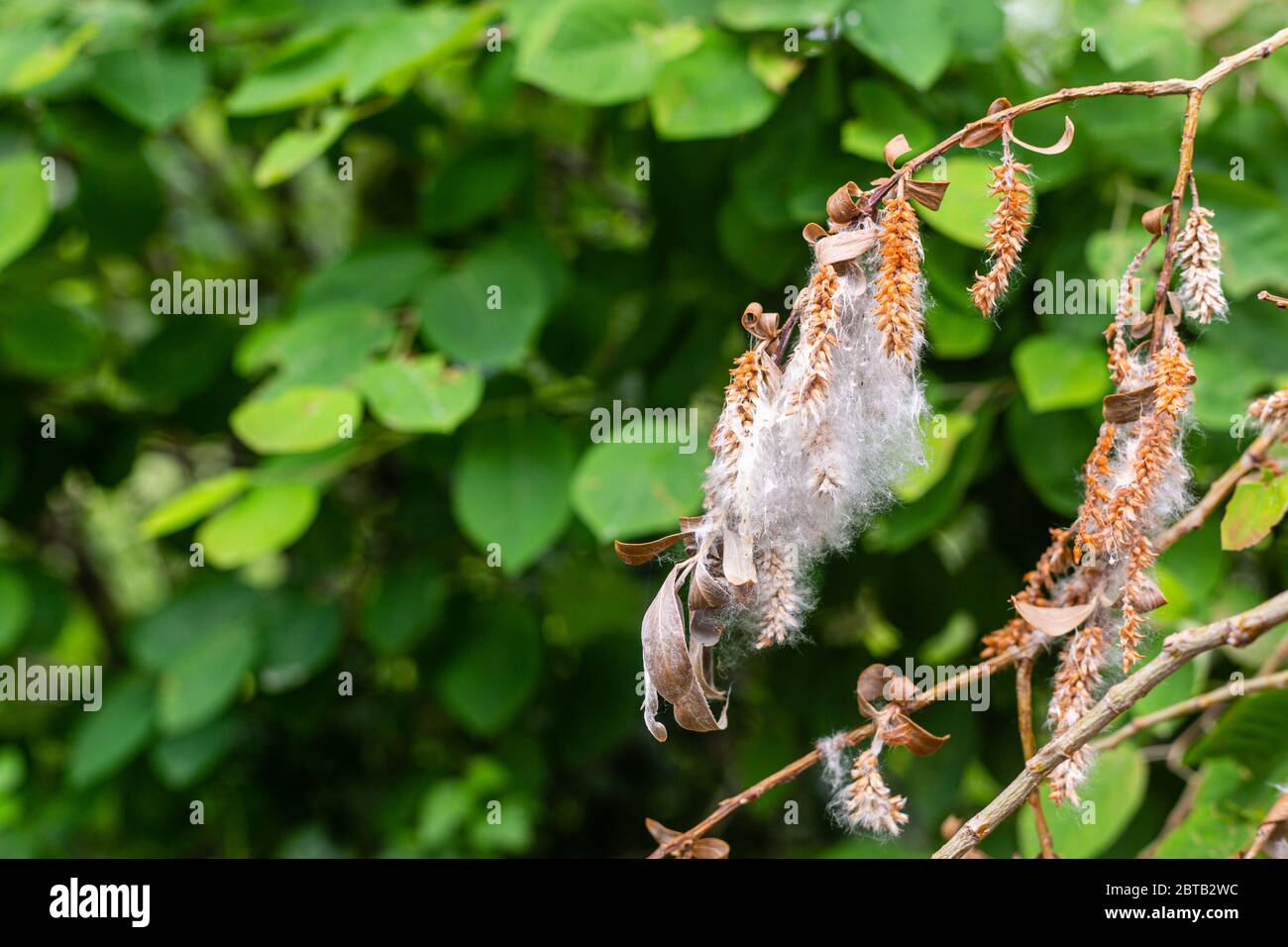 Dried tree branch. Dry leaves and seeds. Background from green leaves ...
