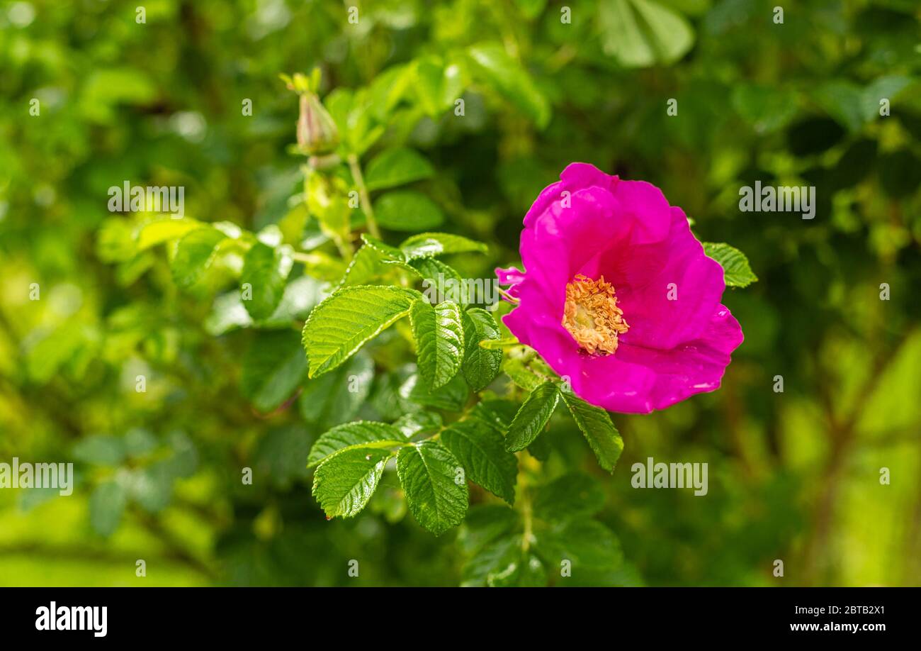Fragile rose hi-res stock photography and images - Alamy