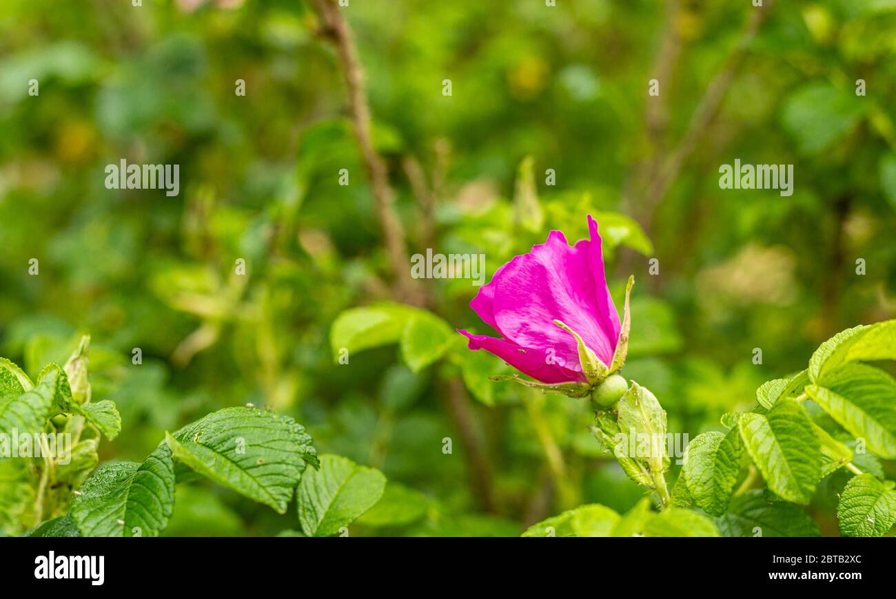 Wild Roses Fragile and delicate flowers. Green areas in the city ...
