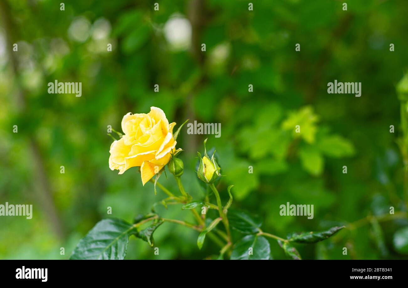 Wild Roses Fragile and delicate flowers. Green areas in the city ...
