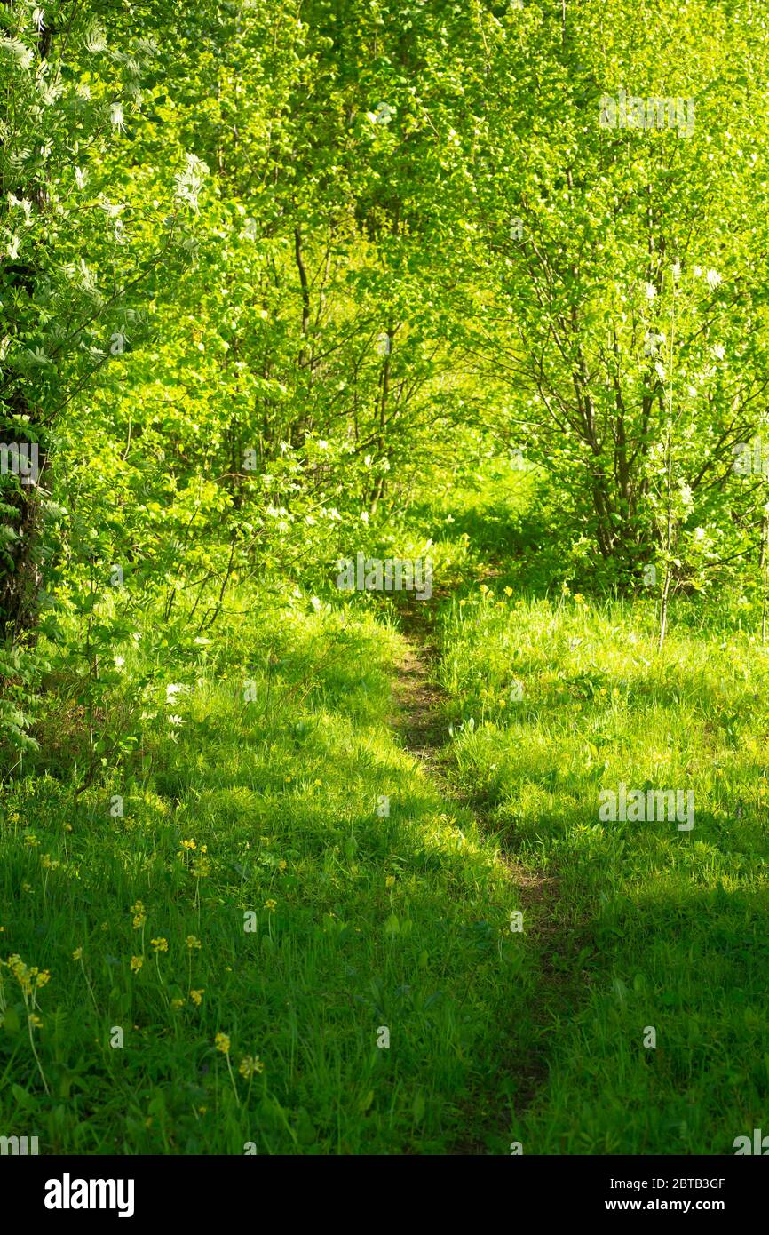 Summer sunny green forest. Footpath in a sunny summer forest. Ecology ...