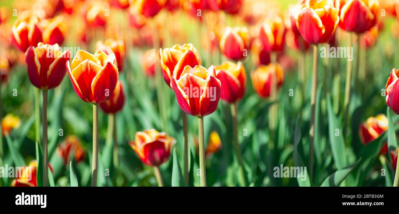 Tulips banner background. Many red tulips on a flower bed. Floral and ...
