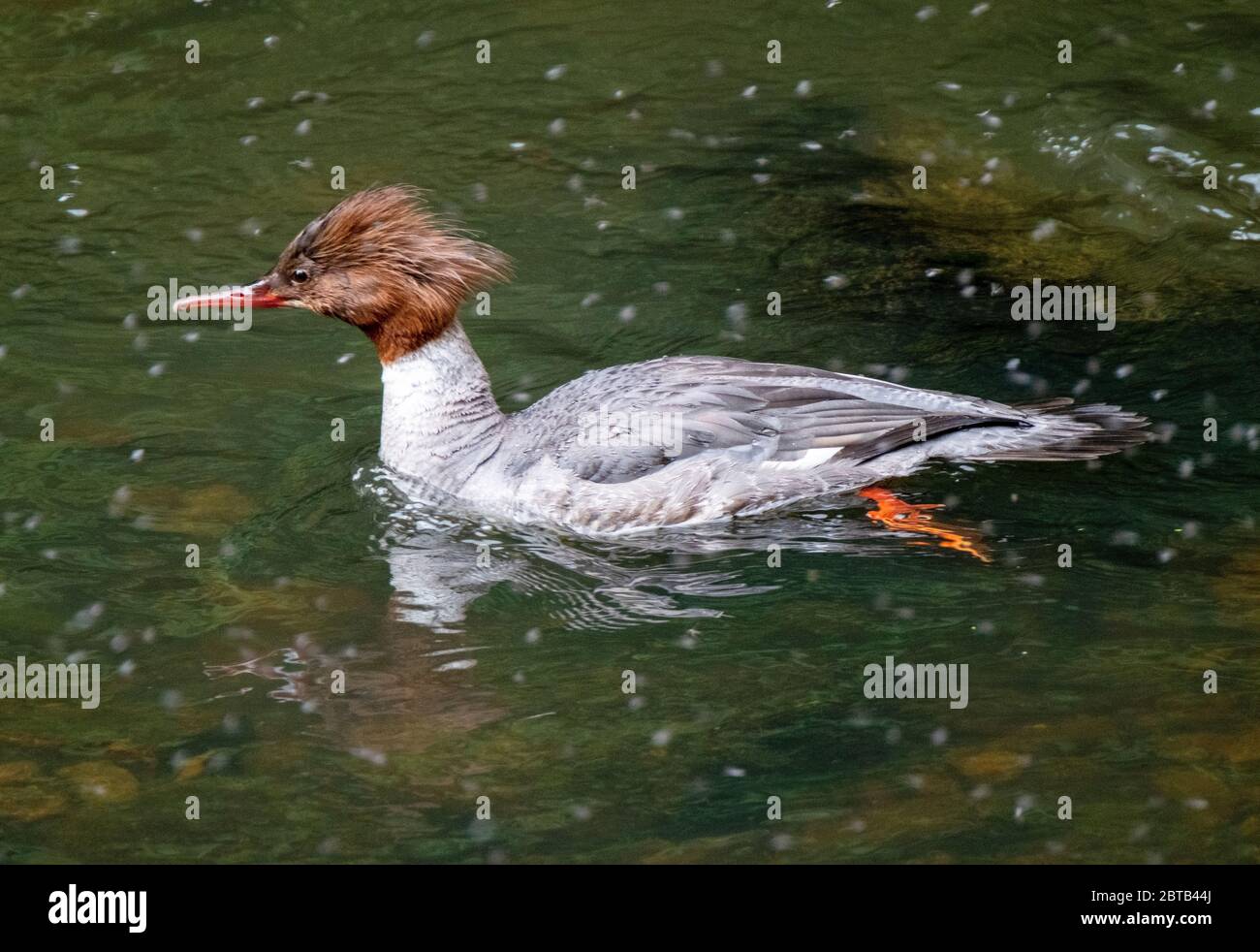 Female goosander hi-res stock photography and images - Alamy