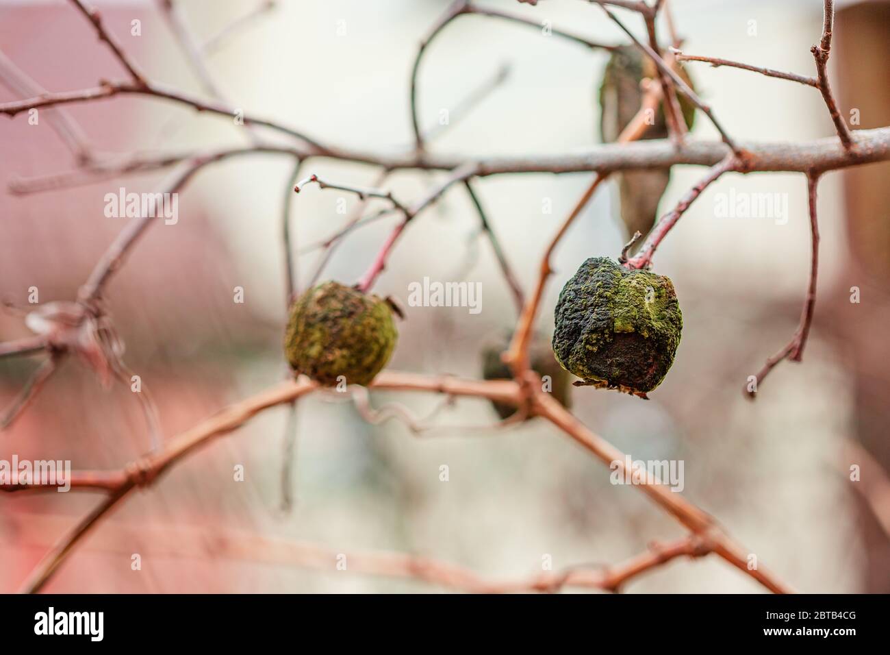 Apple tree without leaves hi-res stock photography and images - Alamy