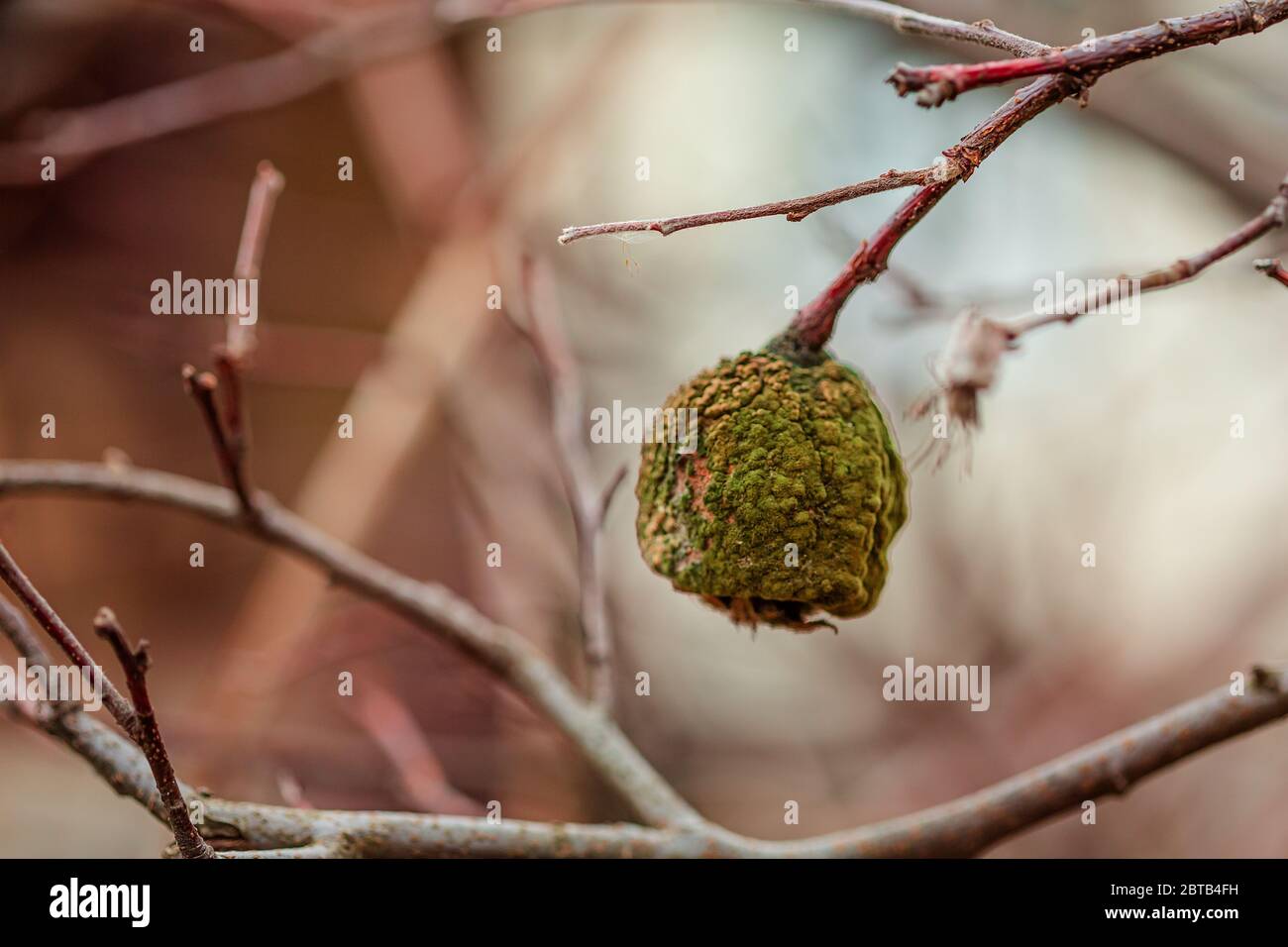 Apple tree without leaves hi-res stock photography and images - Alamy