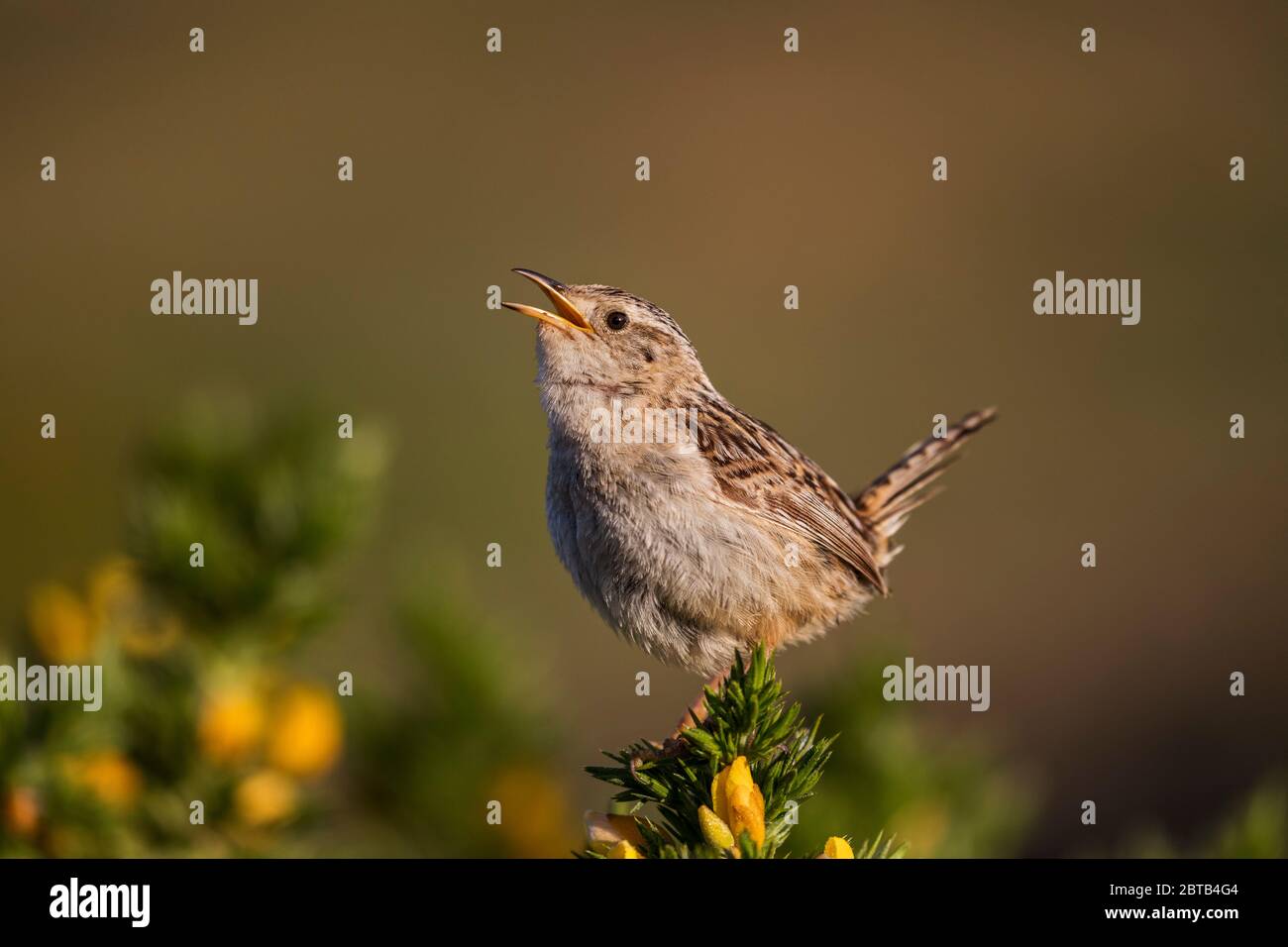 Falklands grass wren hi-res stock photography and images - Alamy