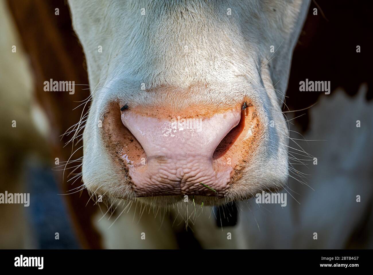 Face skin lips nose hi-res stock photography and images - Alamy