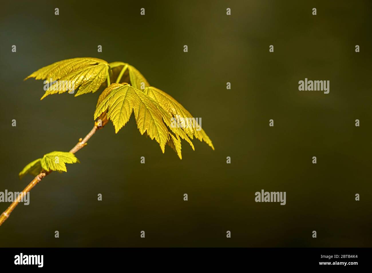 the leaves appear on the trees in spring Stock Photo - Alamy