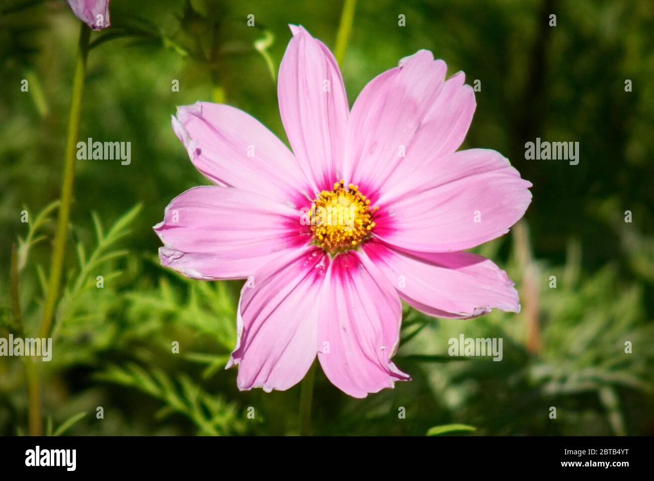 Taking flower bed hi-res stock photography and images - Alamy