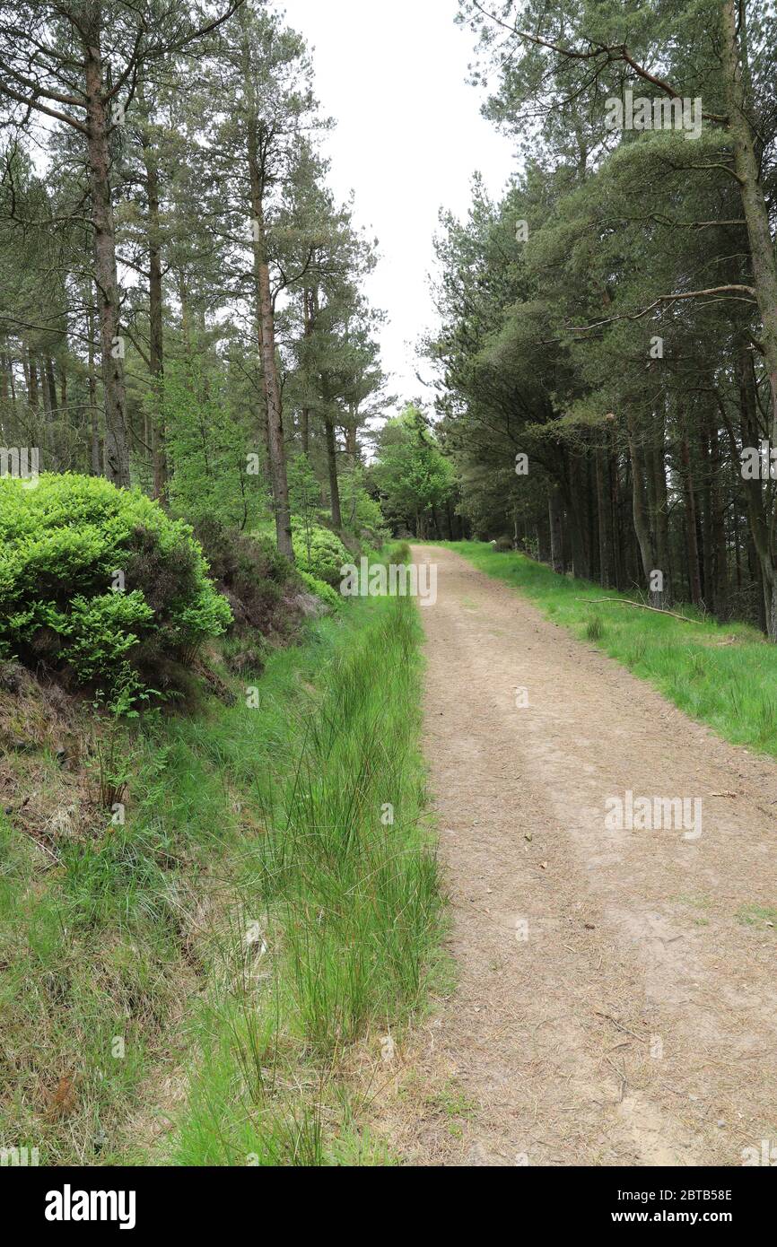 Northumberland simonside heather rothbury hi-res stock photography and ...
