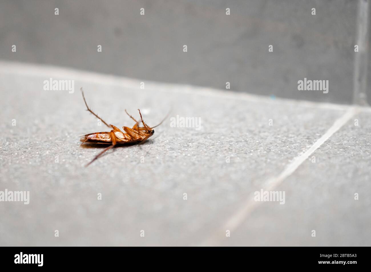 A huge cockroach on the floor. Insect pests in the house Stock Photo ...