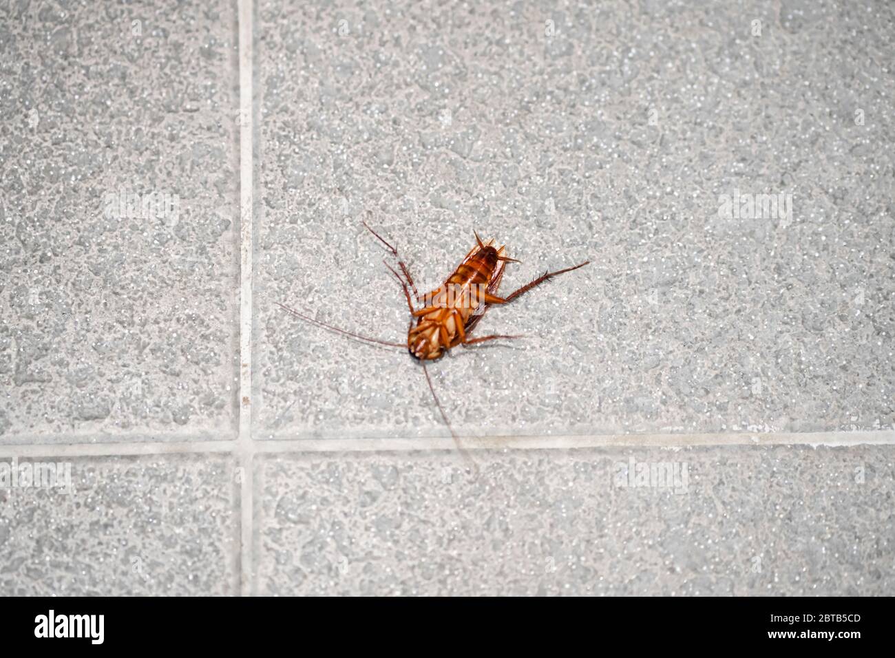 A huge cockroach on the floor. Insect pests in the house Stock Photo ...