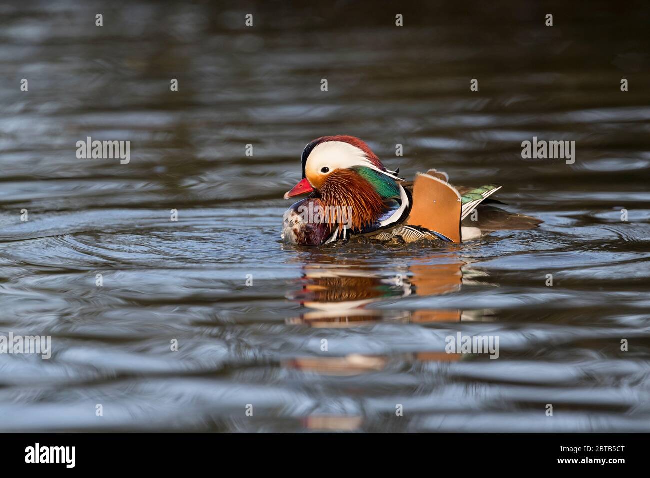 Mandarin Drake; Aix galericulata; Devon; UK Stock Photo - Alamy
