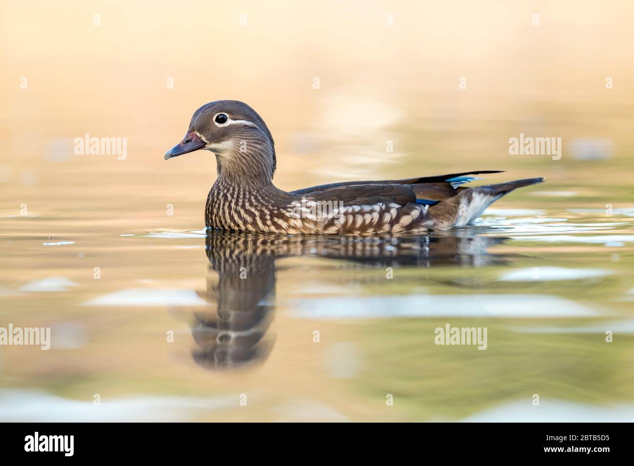 Mandarin Duck; Aix galericulata; Female; Devon; UK Stock Photo - Alamy