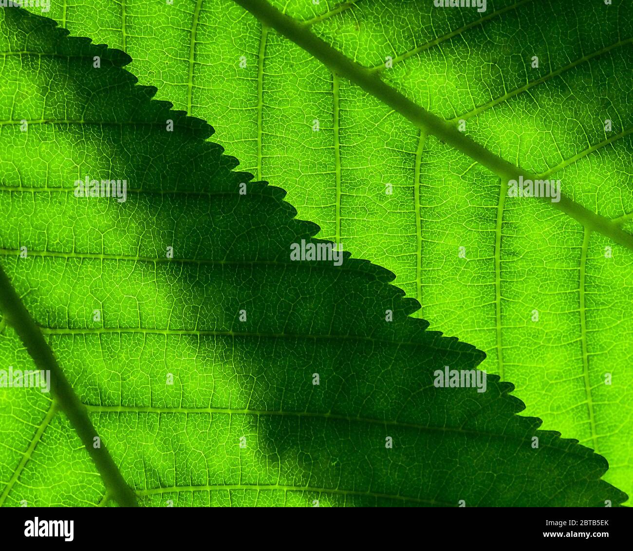 Fragment of two green leaves with veins overlapping each other close-up ...