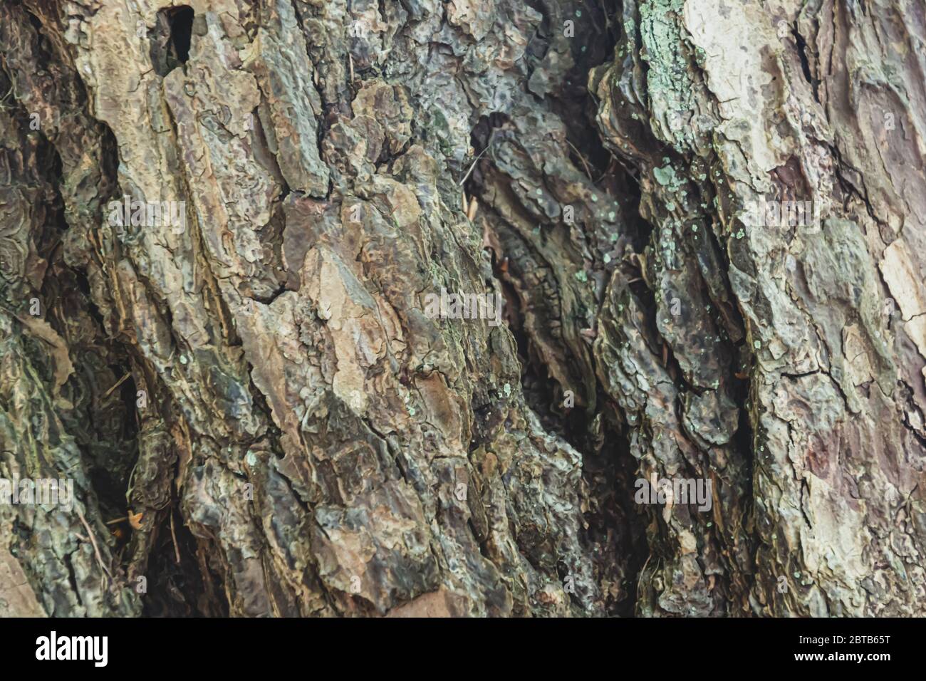 Wooden tree bark with beautiful pattern making nice background Stock ...