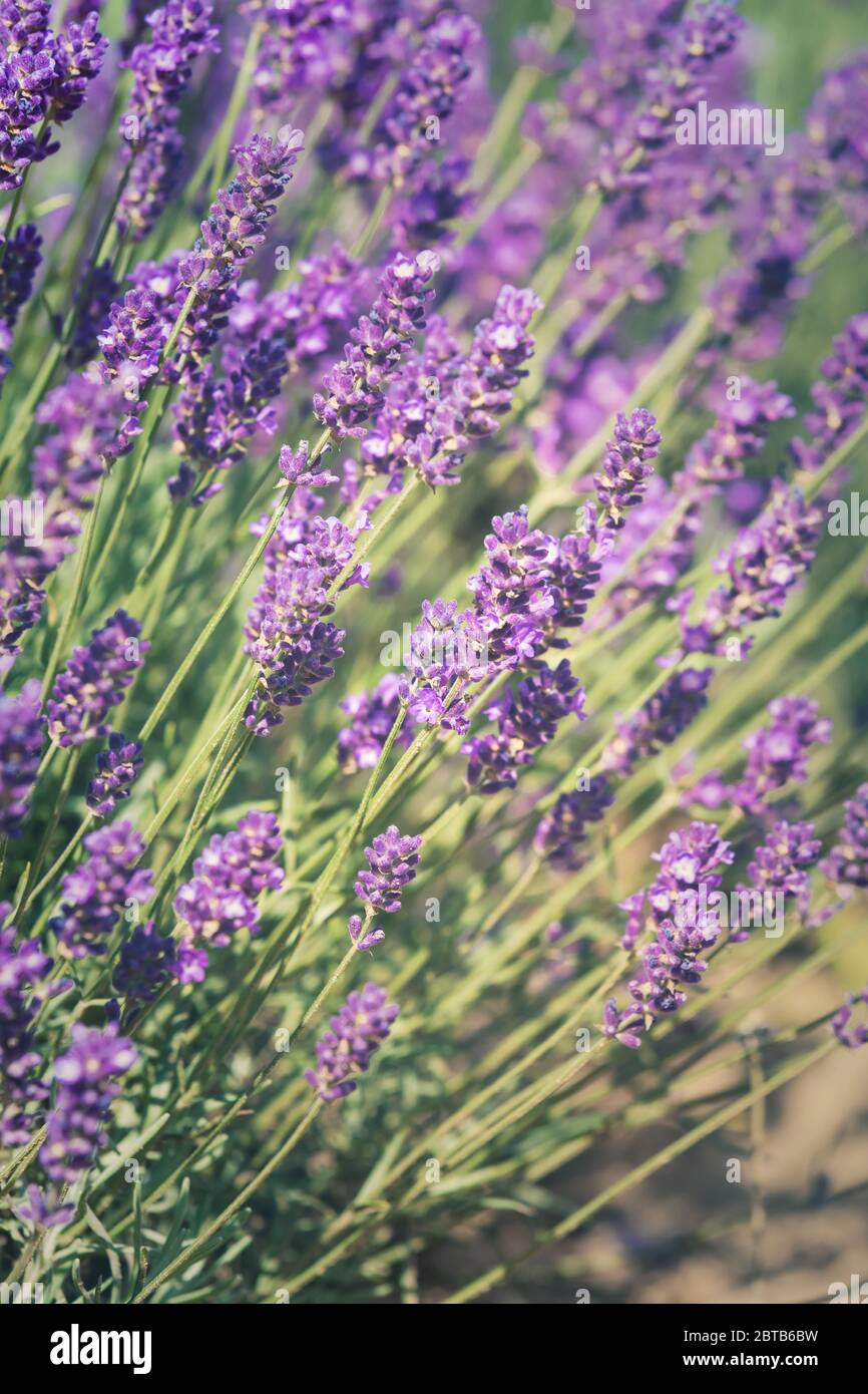 Soft focus lavender hi-res stock photography and images - Alamy