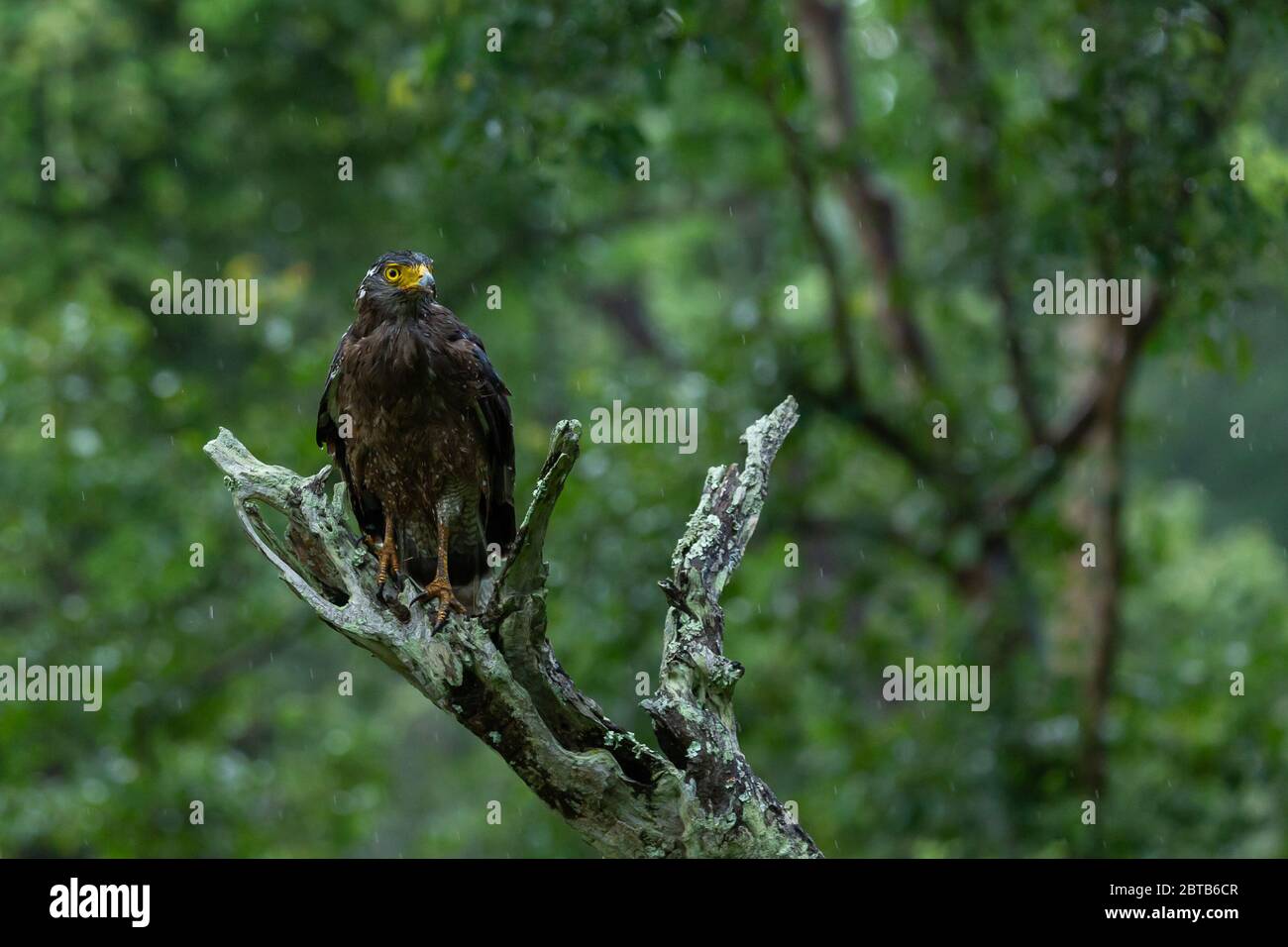 Crested Hawk Eagle Stock Photo - Alamy
