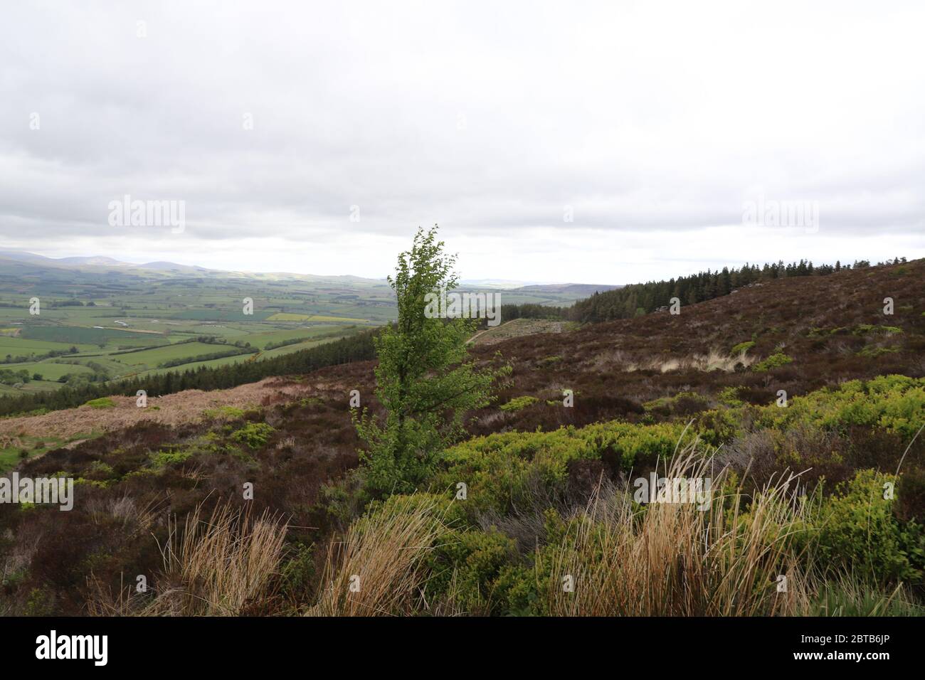 Northumberland simonside heather rothbury hi-res stock photography and ...