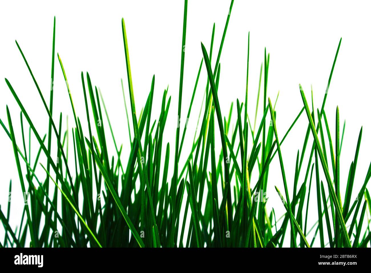 Young green blades of grass isolated on a white background Stock Photo ...