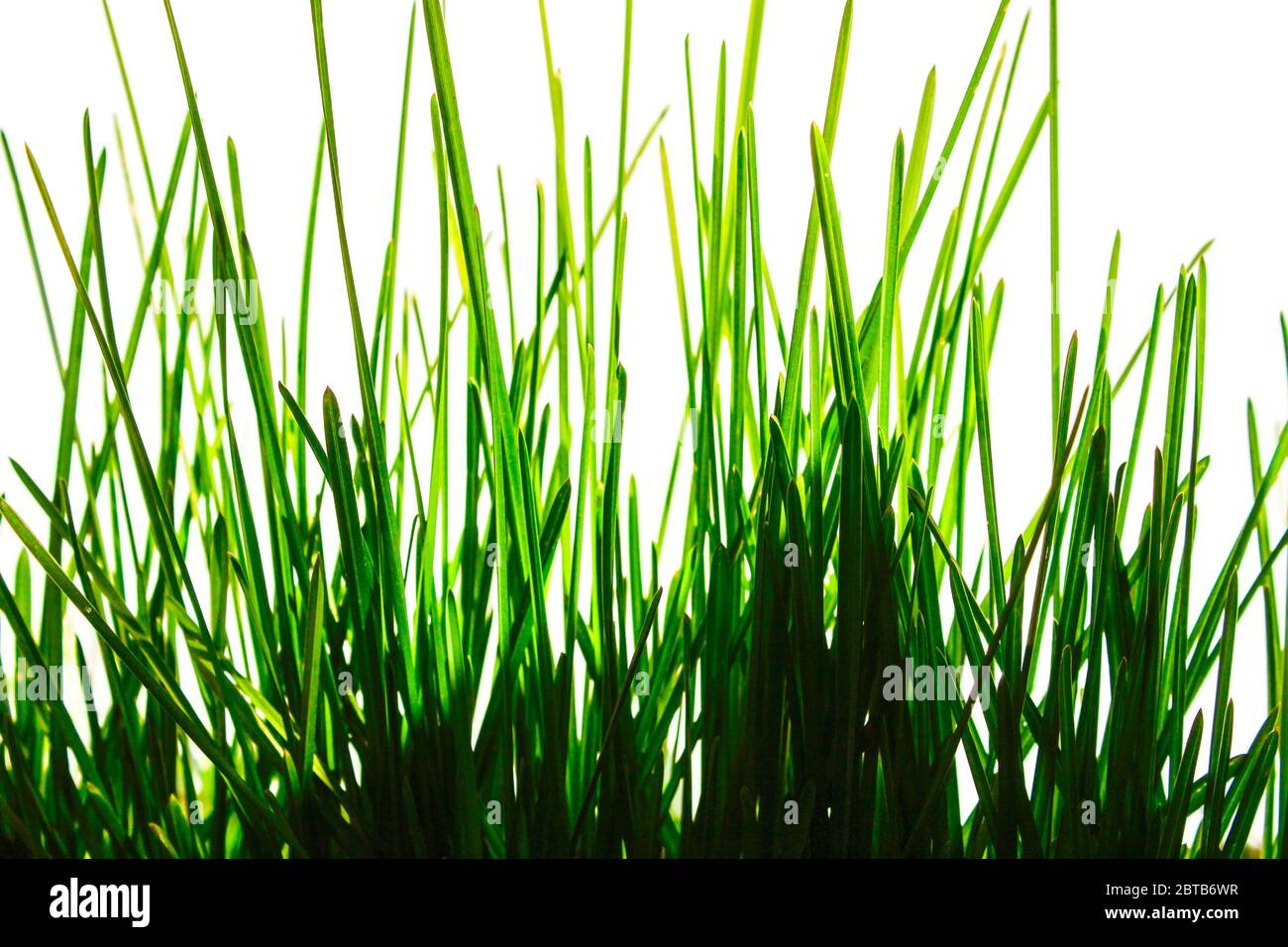 Young green blades of grass isolated on a white background Stock Photo ...