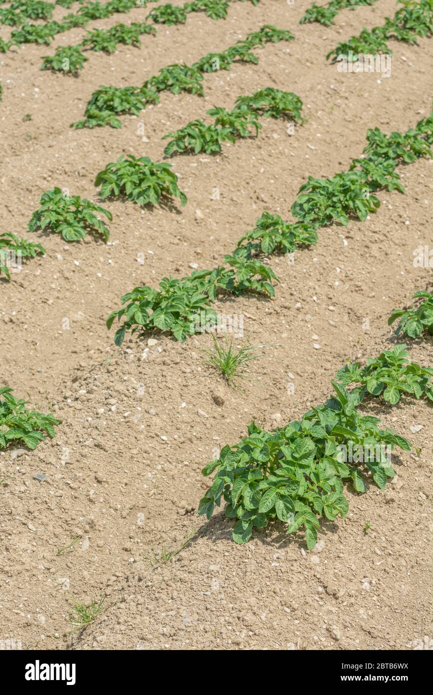 Potato solanum tuberosum hilled ridges hi-res stock photography and ...