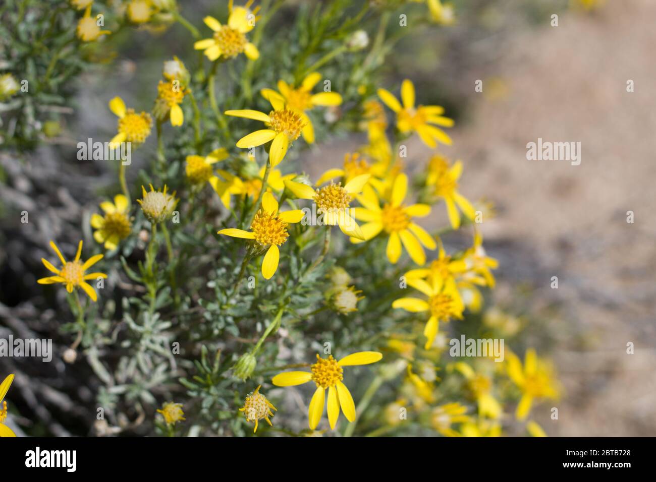 Narrow Leaf Goldenbush, Ericameria Linearifolia, Asteraceae, native ...