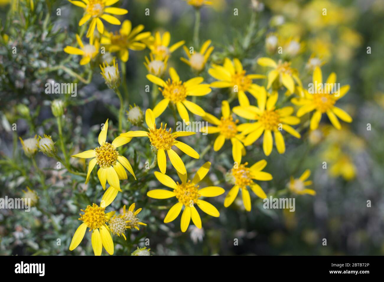 Narrow Leaf Goldenbush, Ericameria Linearifolia, Asteraceae, native ...