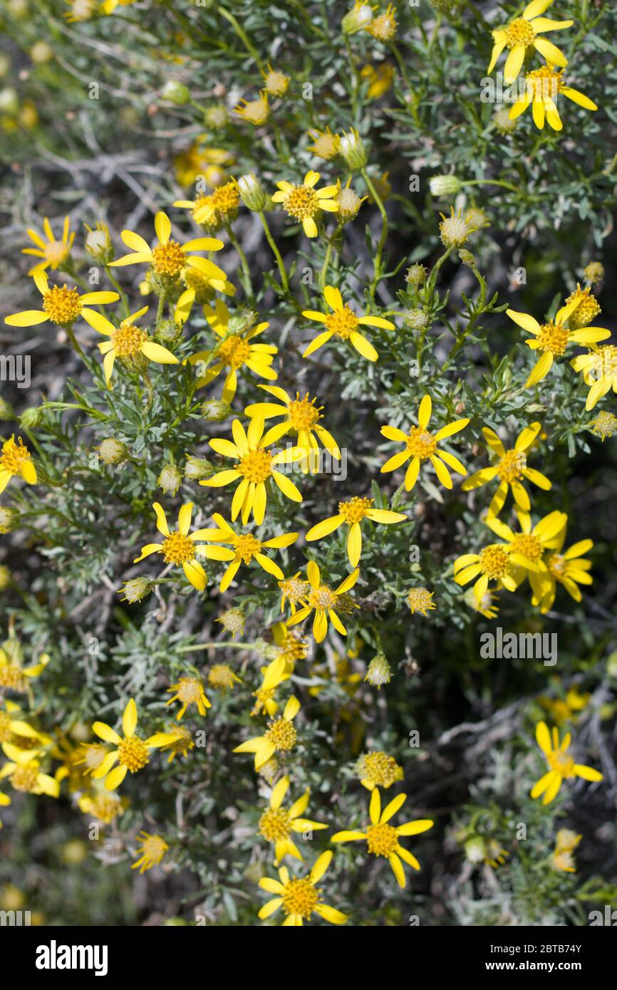 Narrow Leaf Goldenbush, Ericameria Linearifolia, Asteraceae, native ...