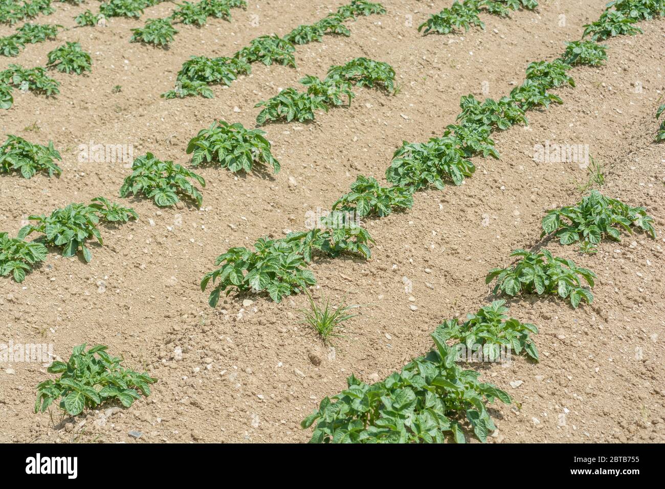 Hilled potato solanum tuberosum crop hi-res stock photography and ...