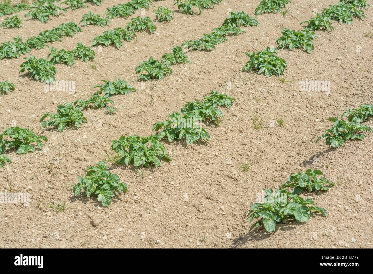 Hilled potato solanum tuberosum crop hi-res stock photography and ...