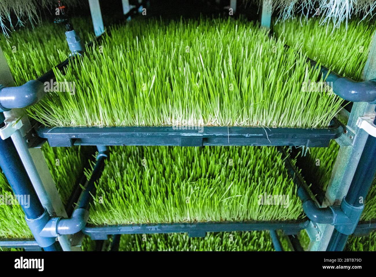 technology sprouted wheat in a greenhouse Stock Photo - Alamy