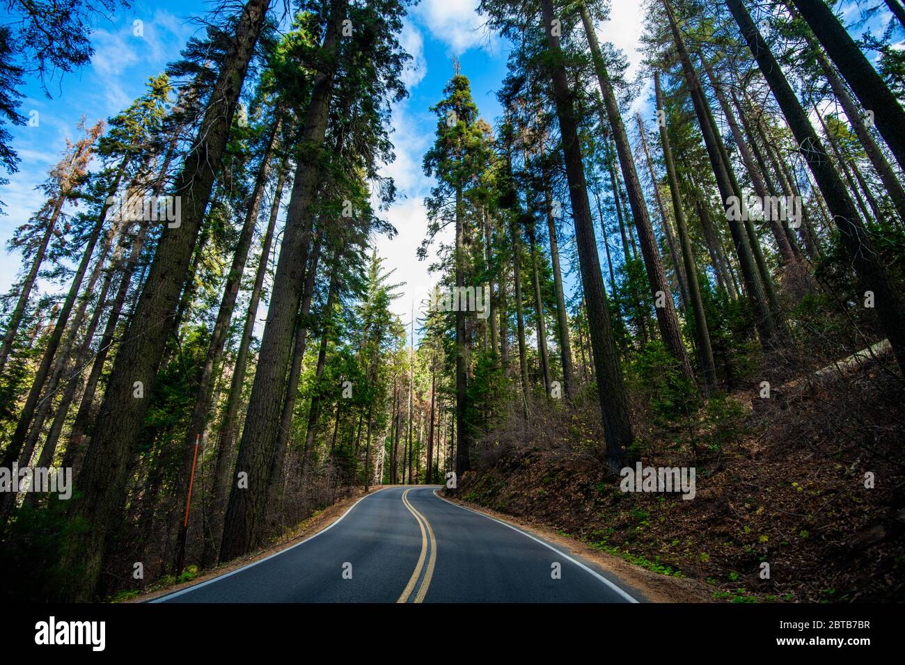 Drive through sequoia hi-res stock photography and images - Alamy
