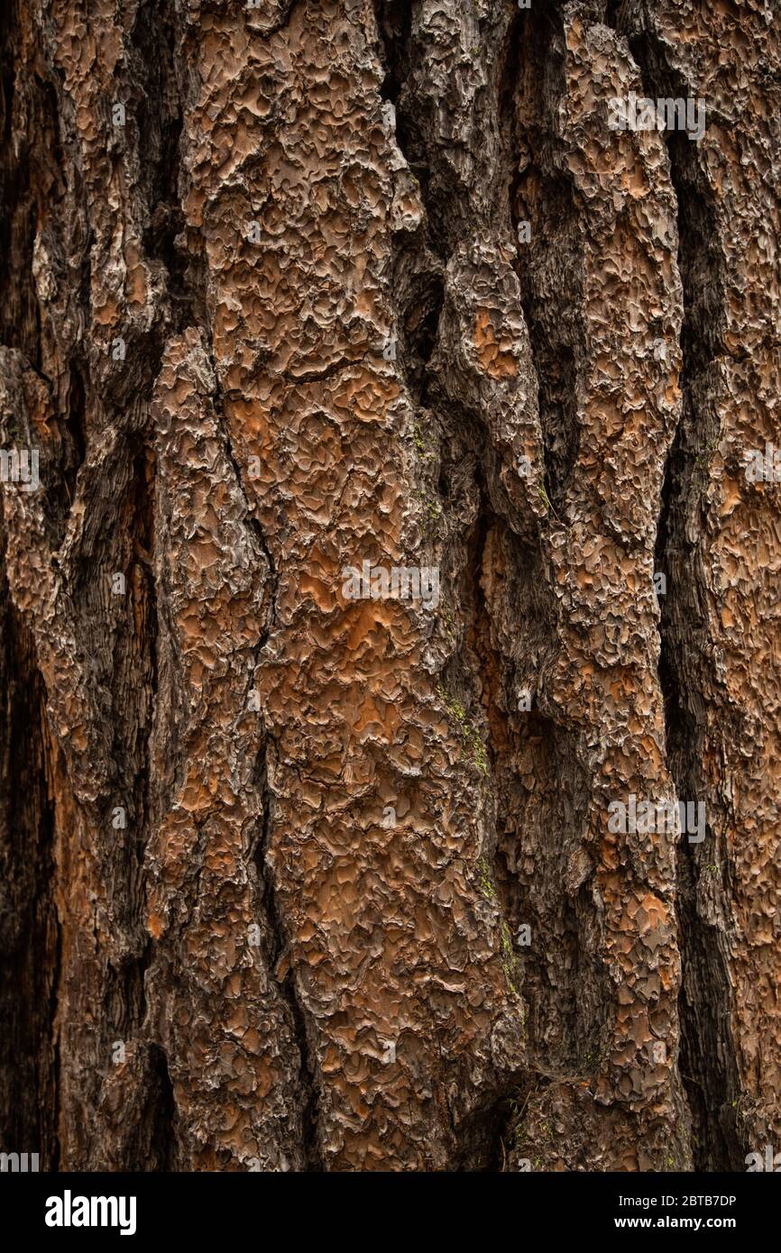 Background texture of tree bark. Old wood dry bark of the tree Stock ...
