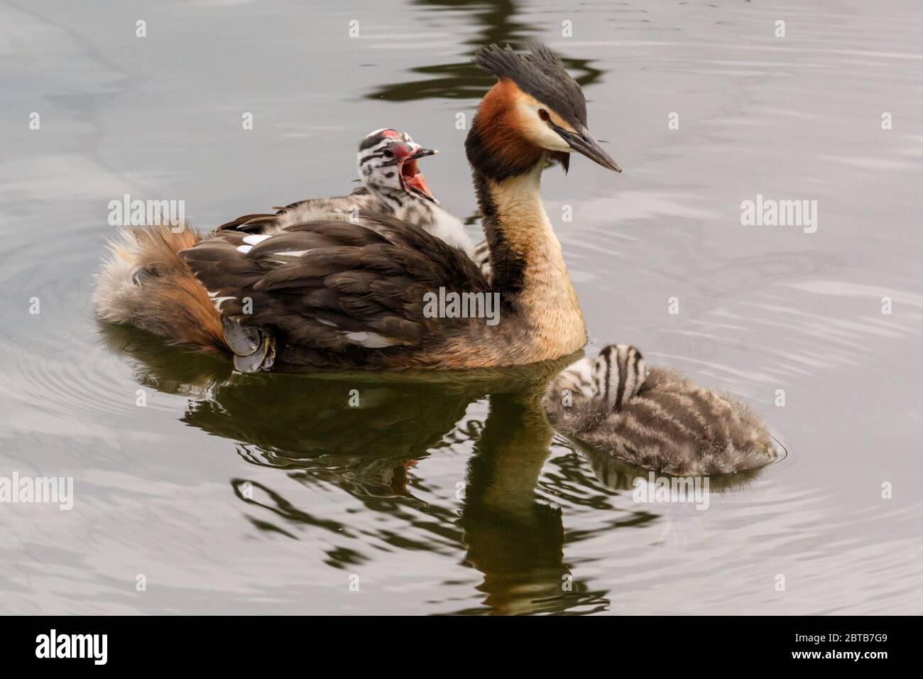 Grebe picture hi-res stock photography and images - Alamy