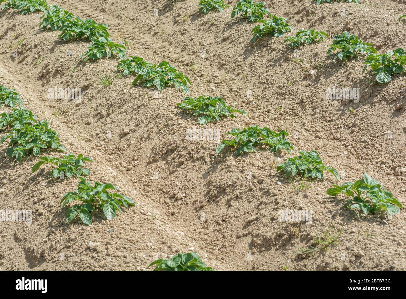 Hilled potato solanum tuberosum crop hi-res stock photography and ...