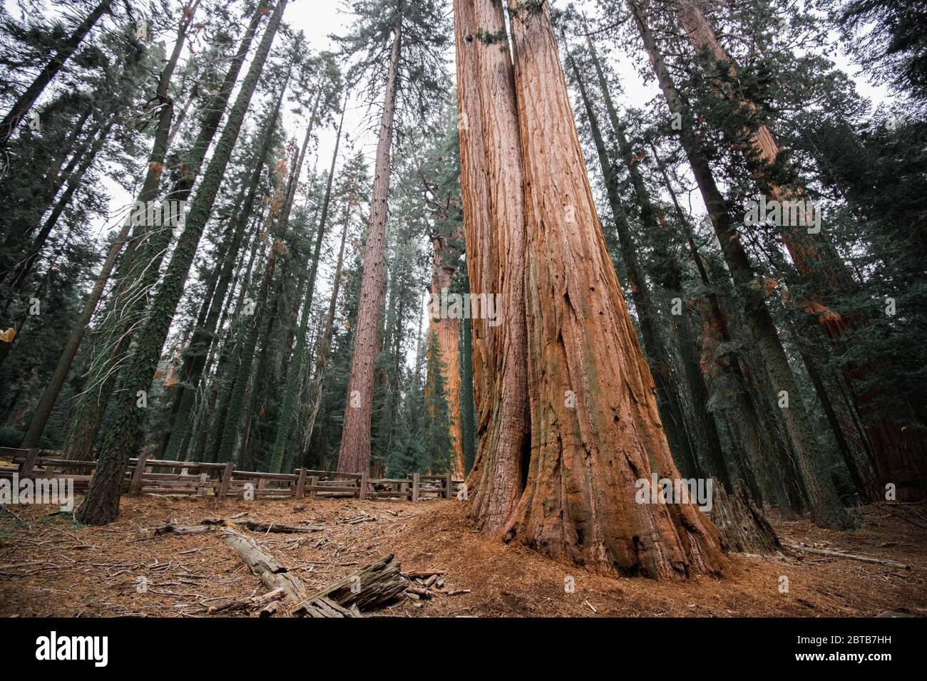 Giant sequoia trees towering above the ground in Sequoia National Park ...