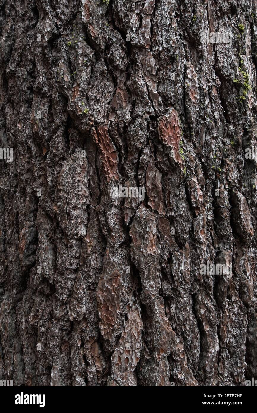 Background texture of tree bark. Old wood dry bark of the tree Stock ...