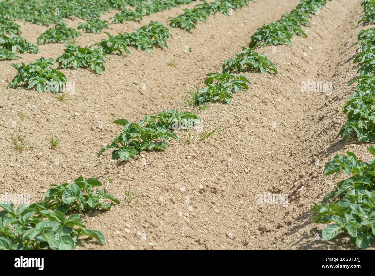 Sunny field with hilled potato plants being grown commercially. About 7 ...