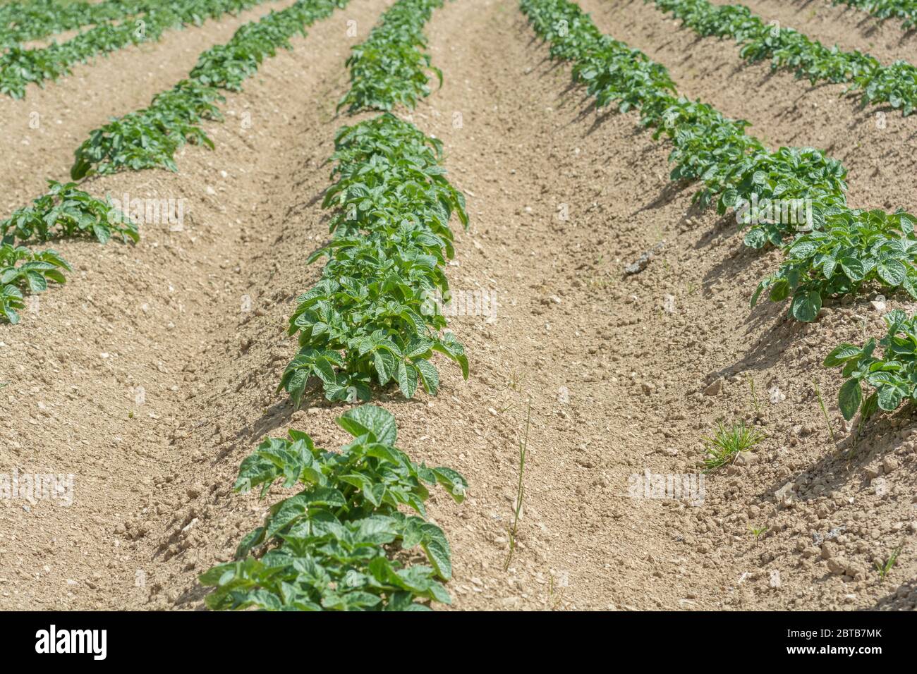Green cultivated potato field hi-res stock photography and images - Alamy