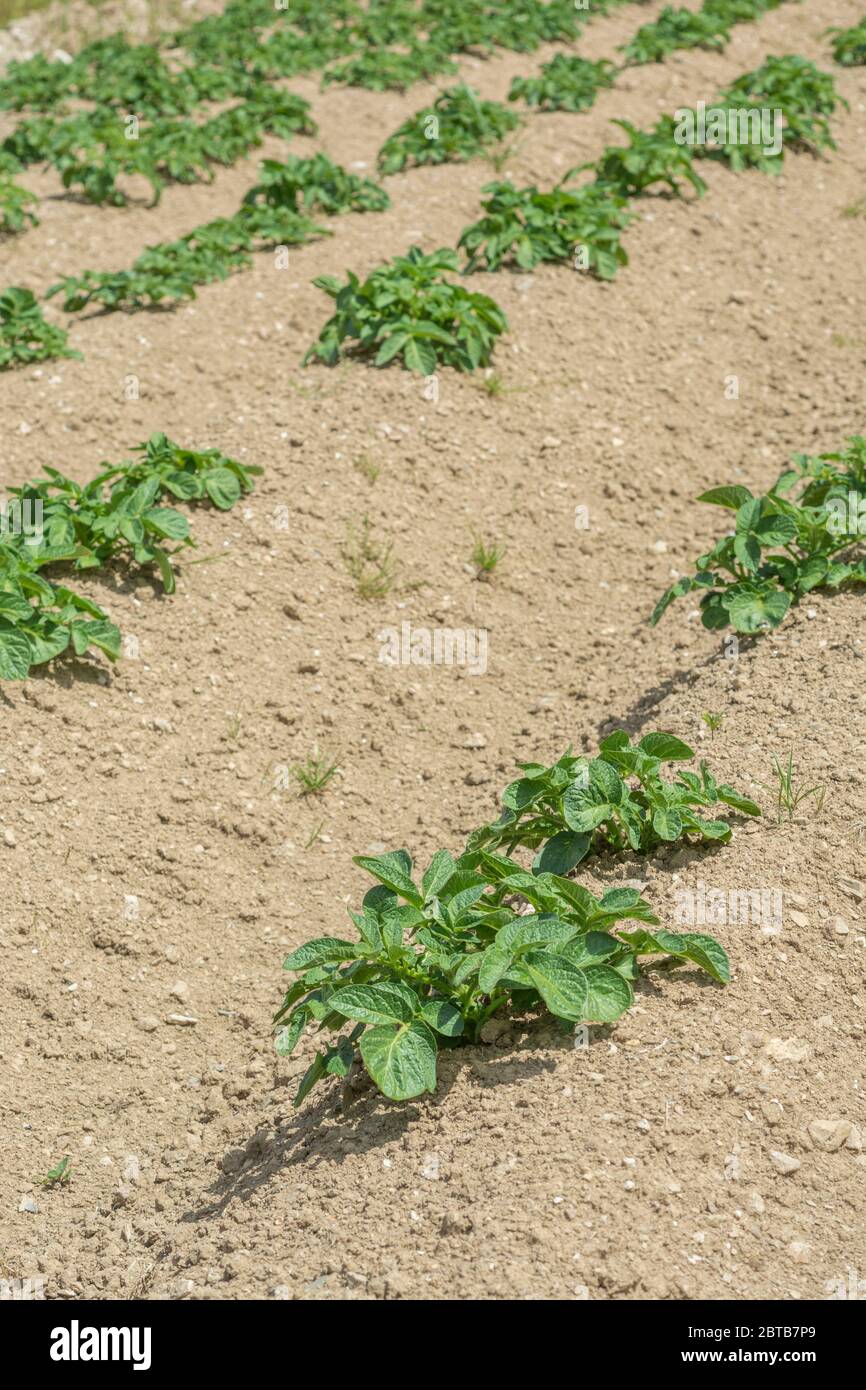 Potato farming hi-res stock photography and images - Alamy